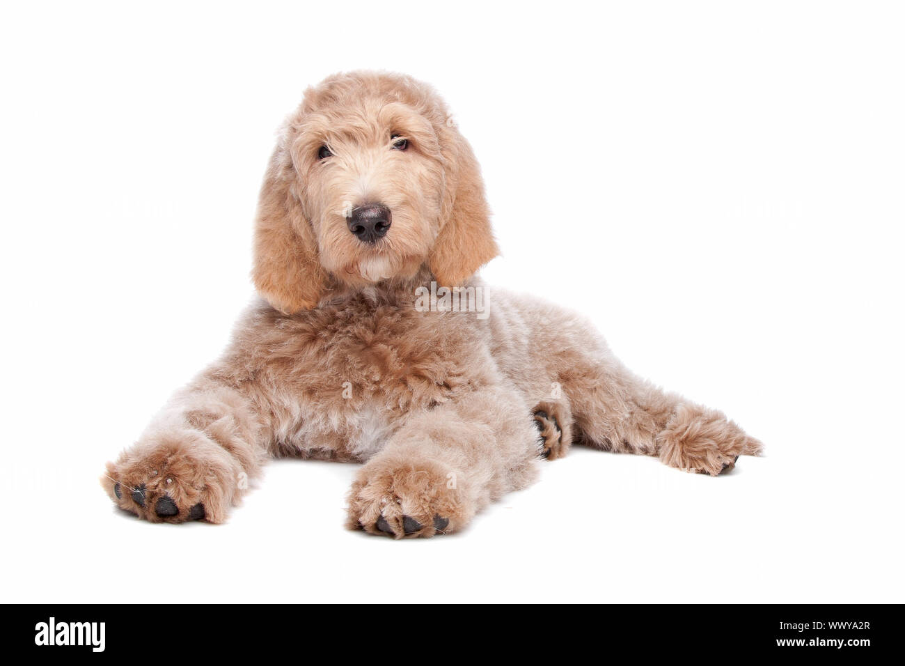 Labradoodle puppy in front of a white background Stock Photo - Alamy