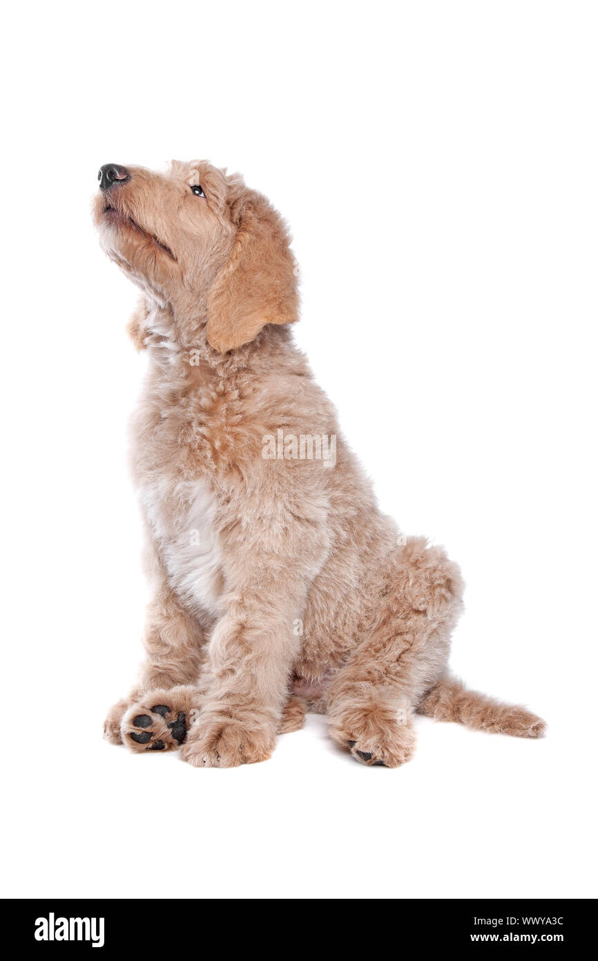 Labradoodle puppy in front of a white background Stock Photo - Alamy