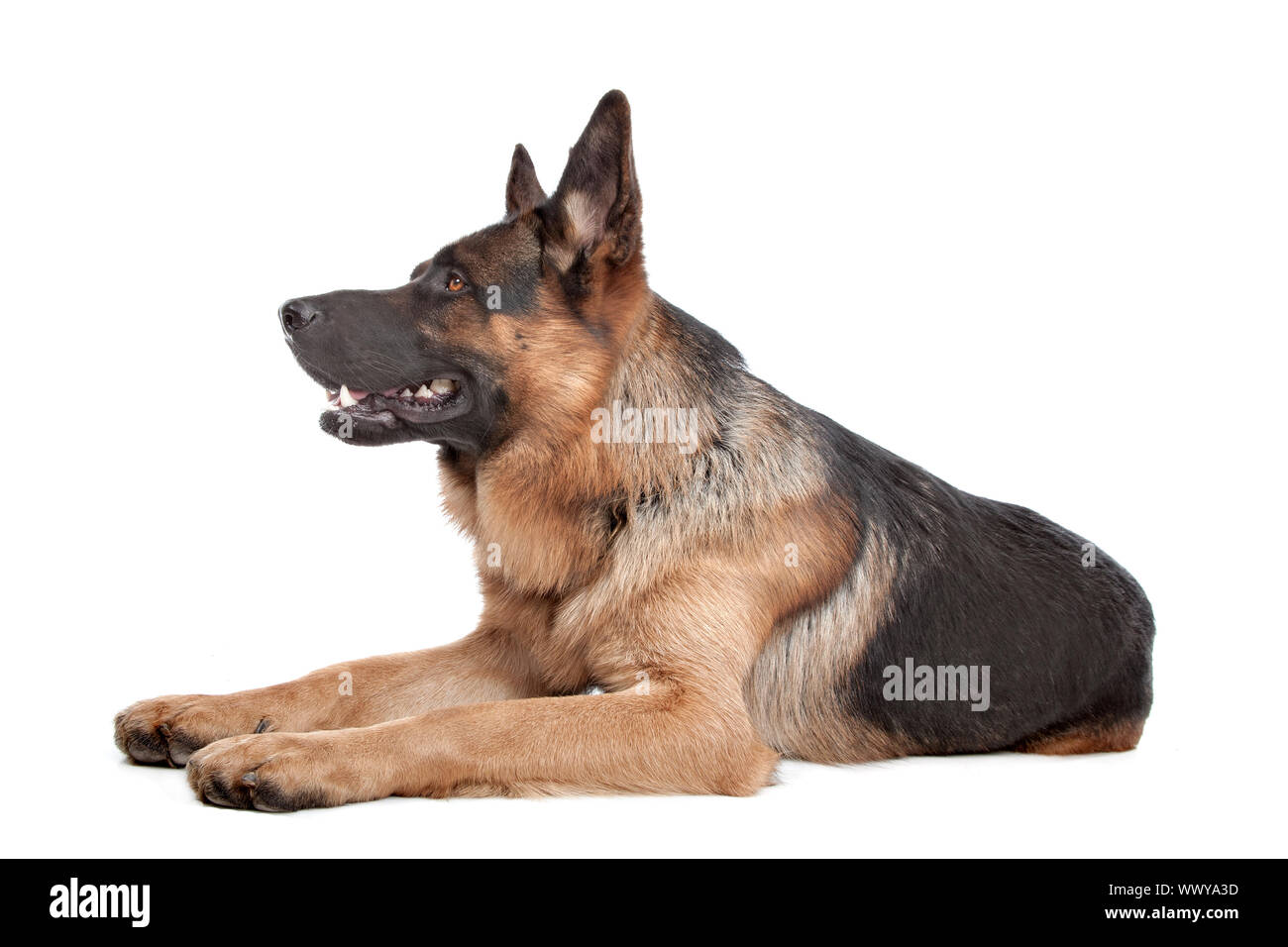 German shepherd in front of a white background Stock Photo - Alamy