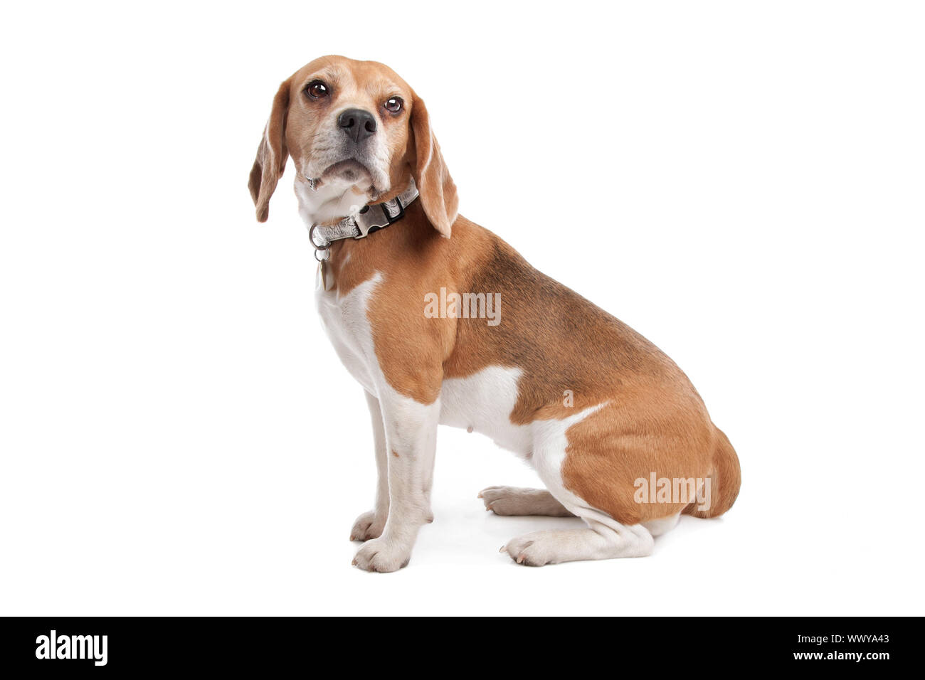 Beagle in front of a white background Stock Photo - Alamy