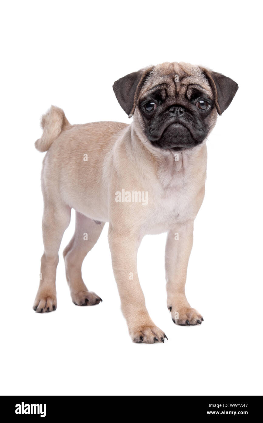 pug puppy in front of a white background Stock Photo - Alamy