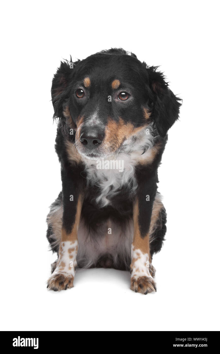 mixed breed dog, kooiker, Frisian Pointer, in front of a white ...