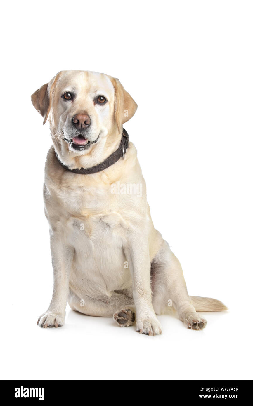 Labrador Retriever in front of a white background Stock Photo - Alamy