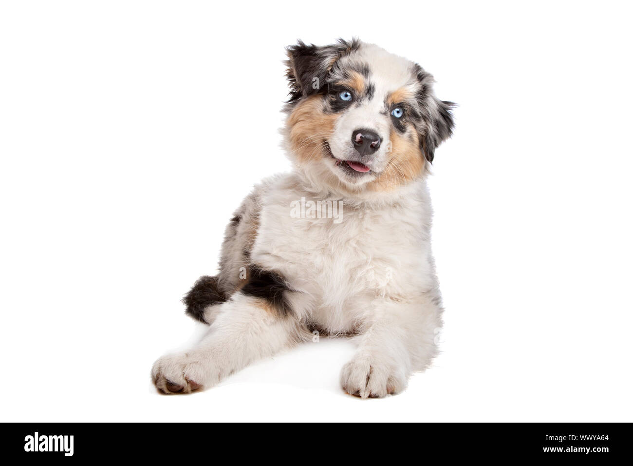 Australian Shepherd in front of a white background Stock Photo - Alamy