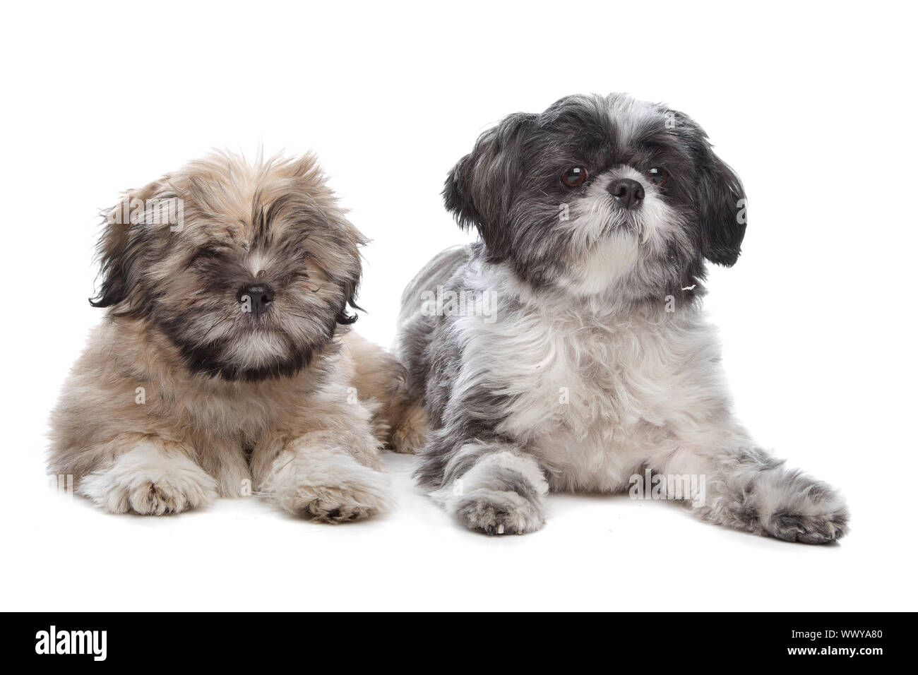 Lhaso apso and a shih tzu dog in front of a white background Stock ...