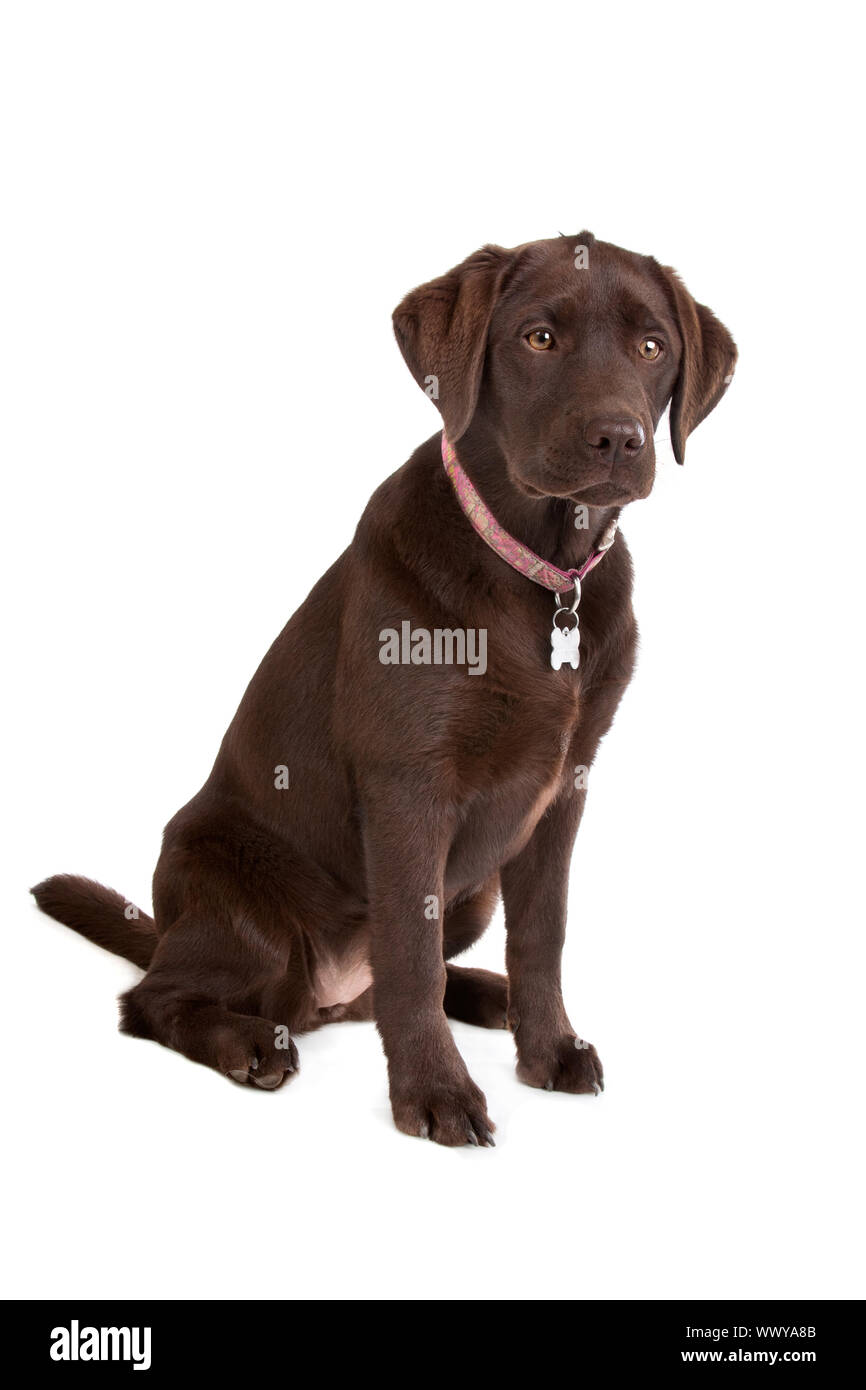 Chocolate Labrador in front of a white background Stock Photo - Alamy