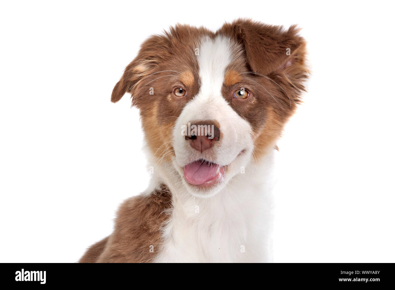 Australian Shepherd in front of a white background Stock Photo - Alamy