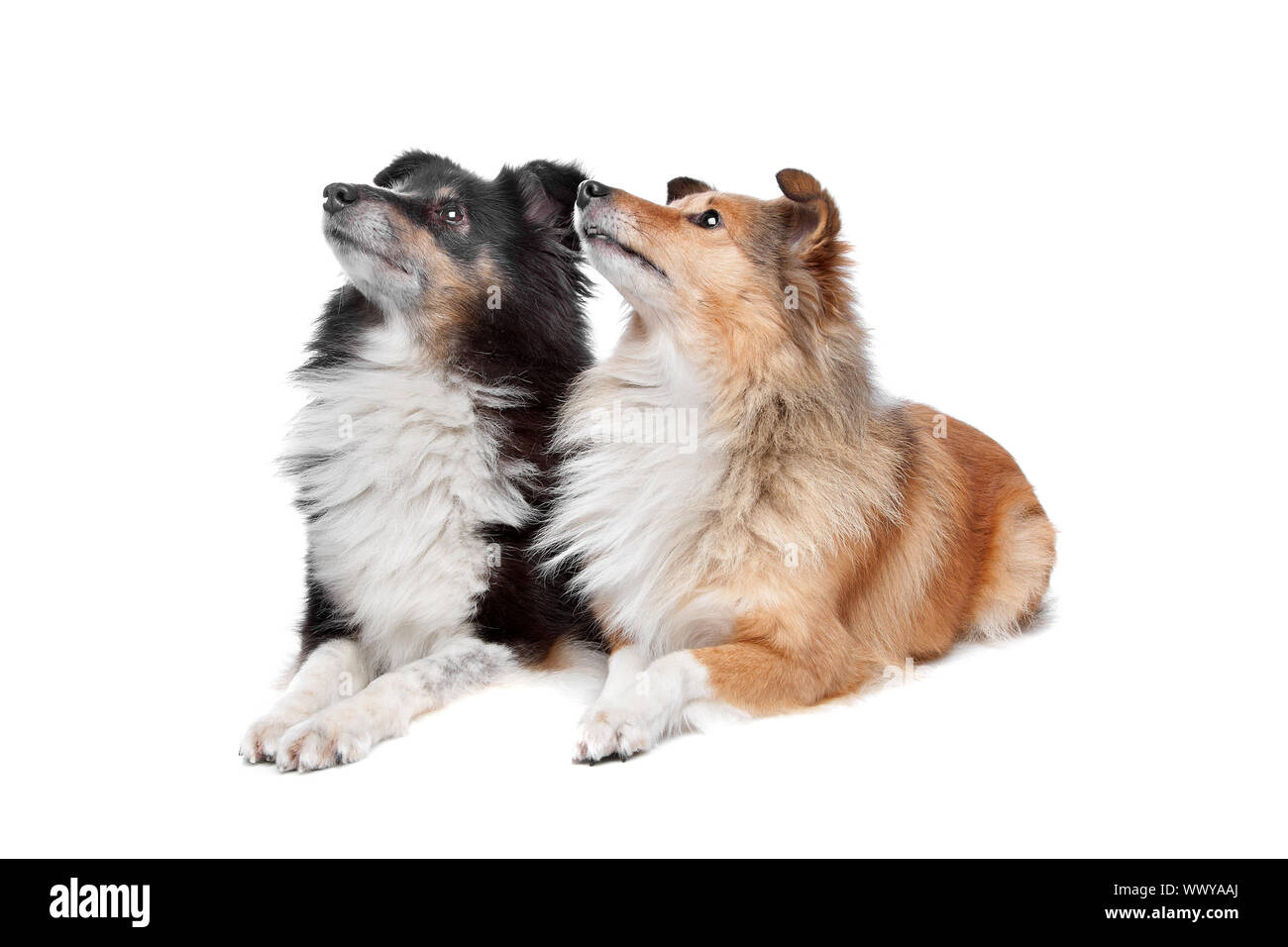 Shetland Sheepdog, Sheltie Stock Photo - Alamy