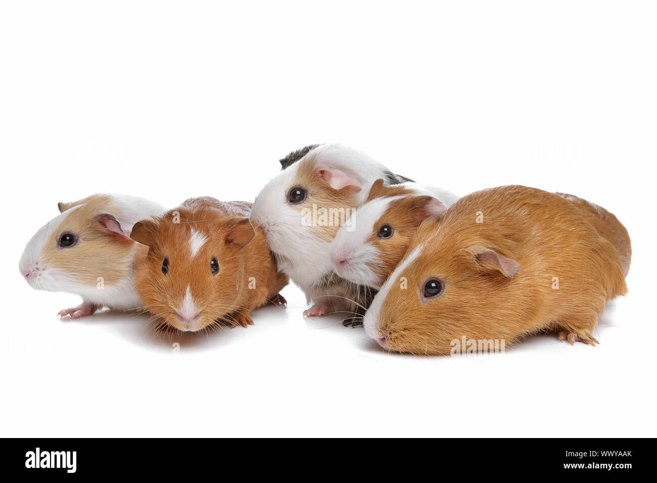 five guinea pigs in a row on a white background Stock Photo - Alamy