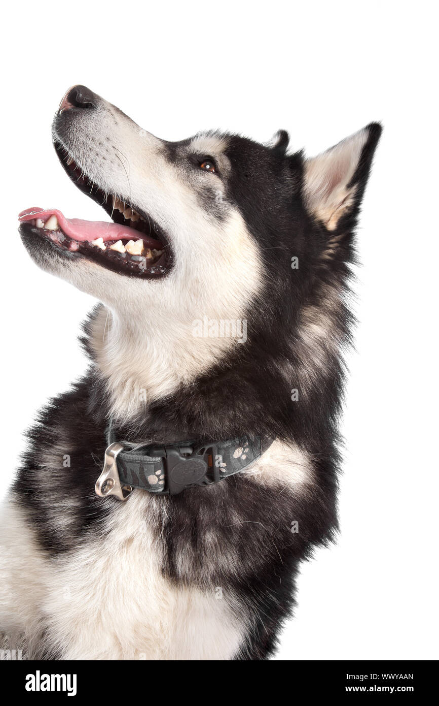 Alaskan Malamute in front of a white background Stock Photo - Alamy