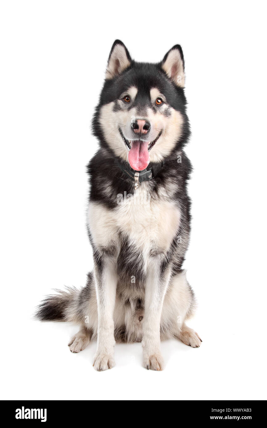 Alaskan Malamute in front of a white background Stock Photo - Alamy