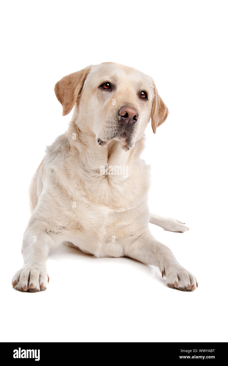 Yellow Labrador in front of a white background Stock Photo - Alamy