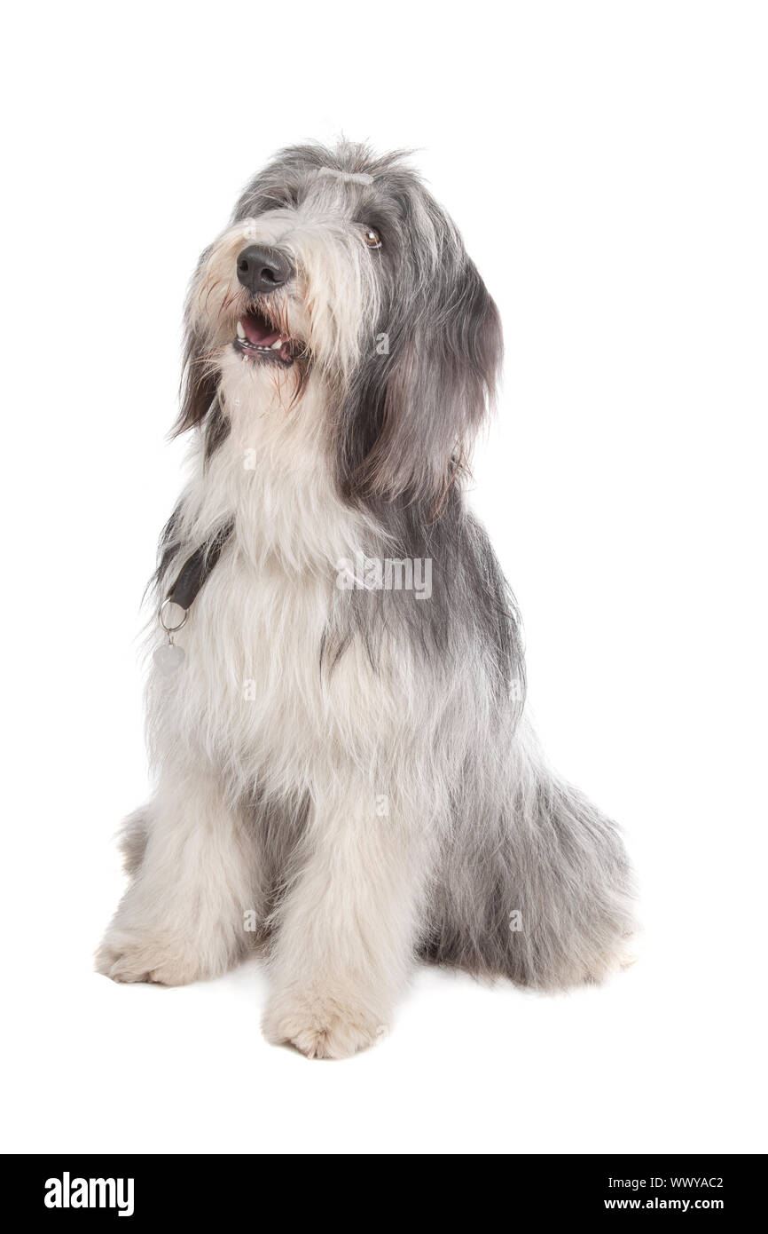 bearded collie in front of a white background Stock Photo - Alamy