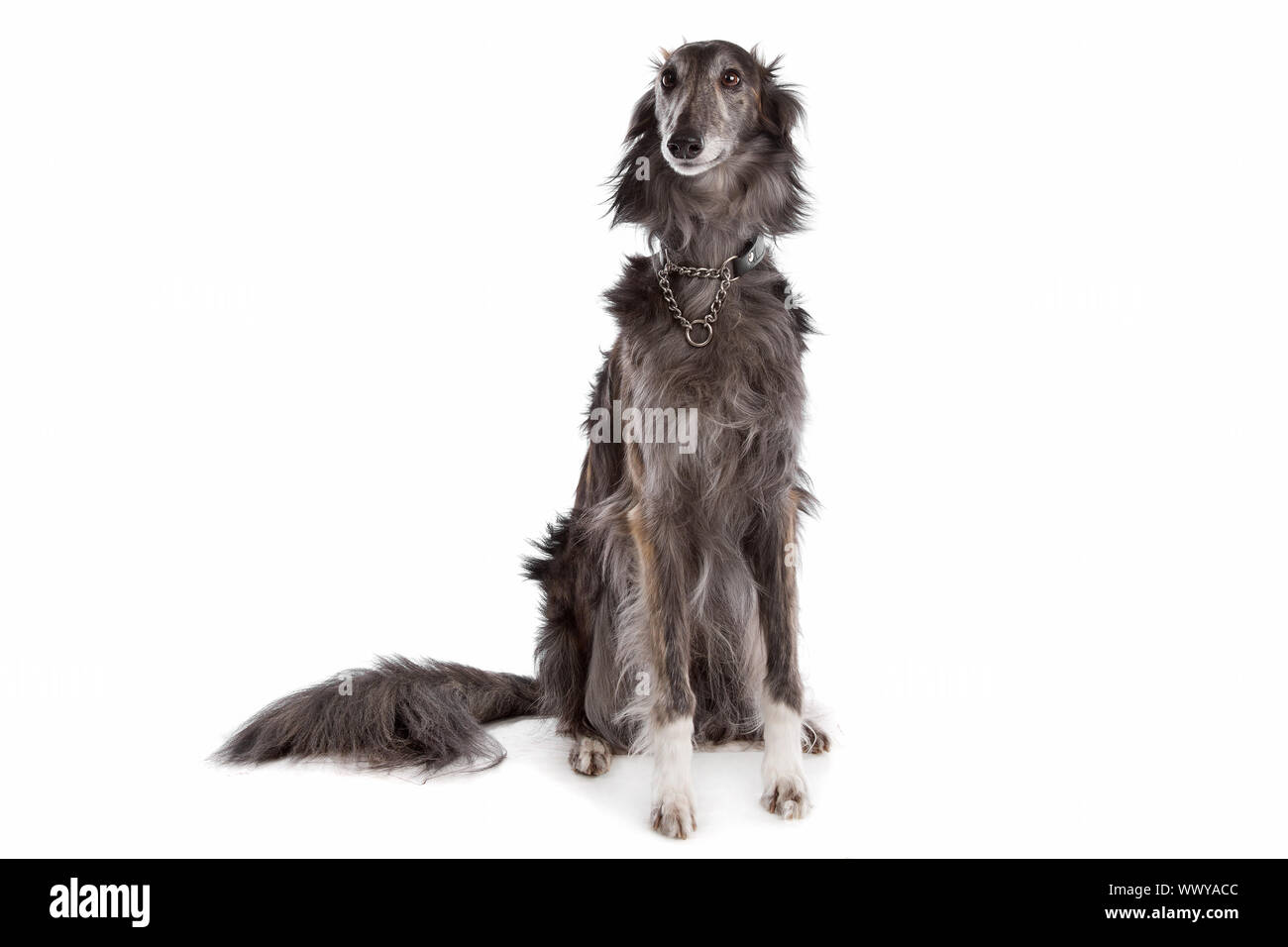 Silken windhound hi-res stock photography and images - Alamy