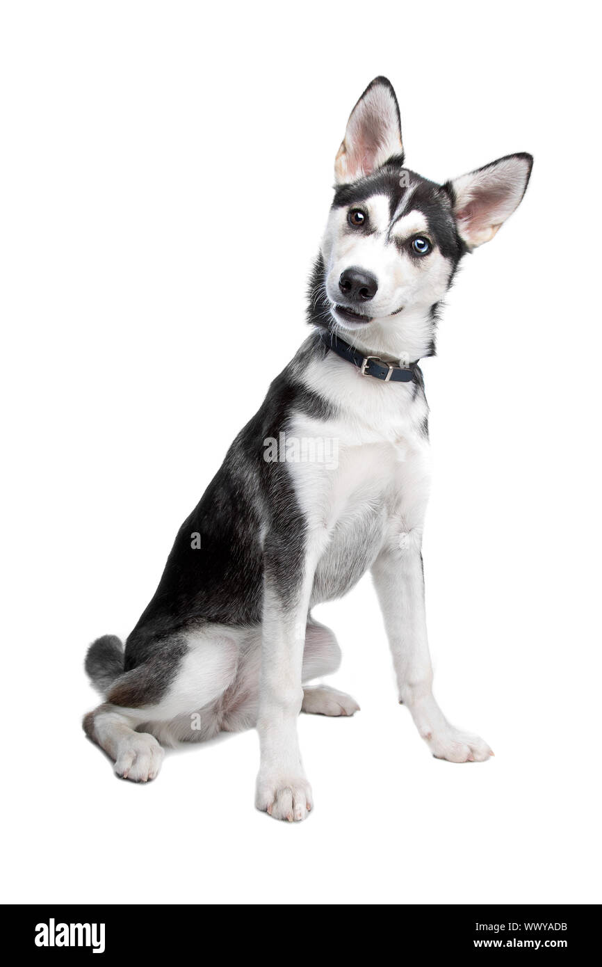Indian Domestic Animal Cut Out Stock Images & Pictures - Alamy