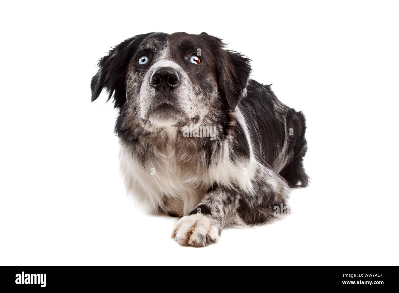 Australian Shepherd in front of a white background Stock Photo - Alamy