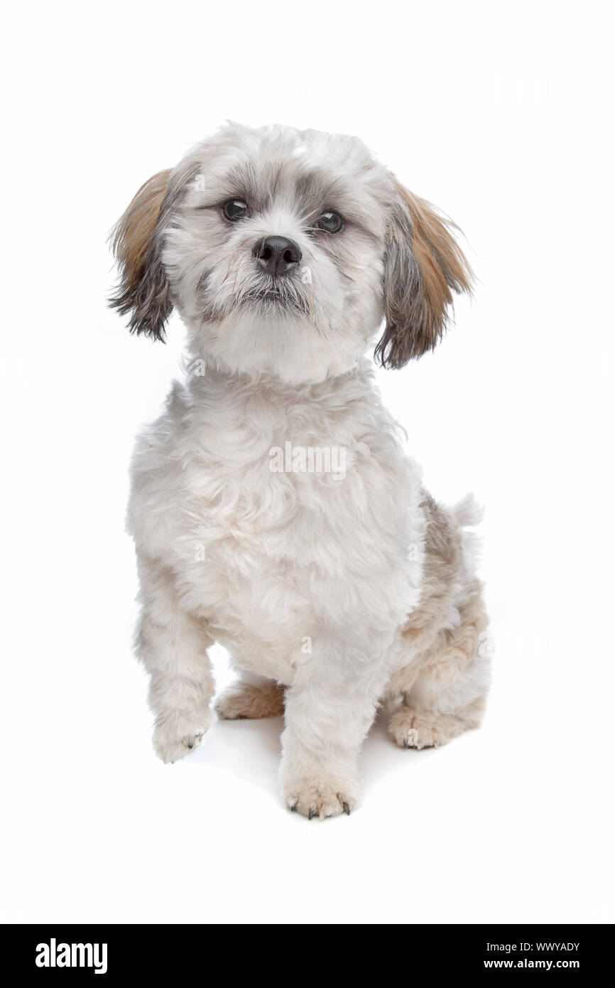 boomer, mixed breed dog in front of a white background Stock Photo - Alamy