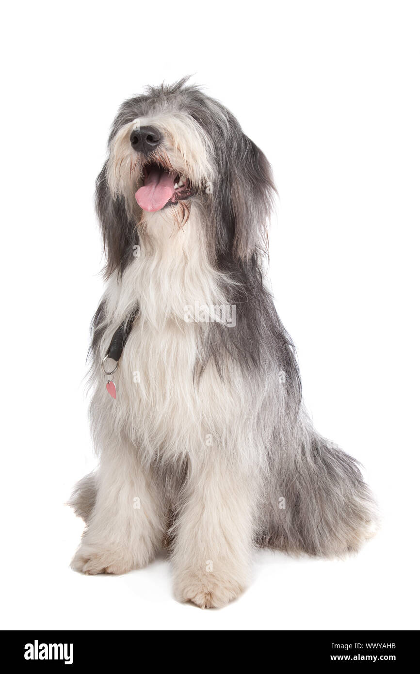 bearded collie in front of a white background Stock Photo - Alamy