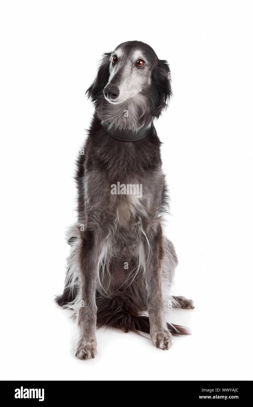 Silken windhound in front of a white background Stock Photo - Alamy