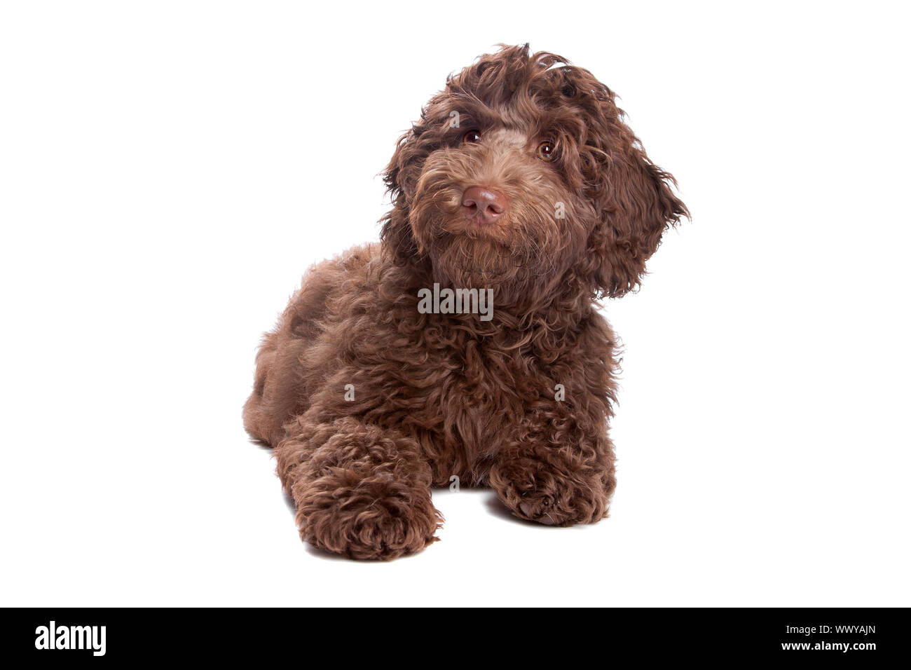 Labradoodle puppy in front of a white background Stock Photo - Alamy