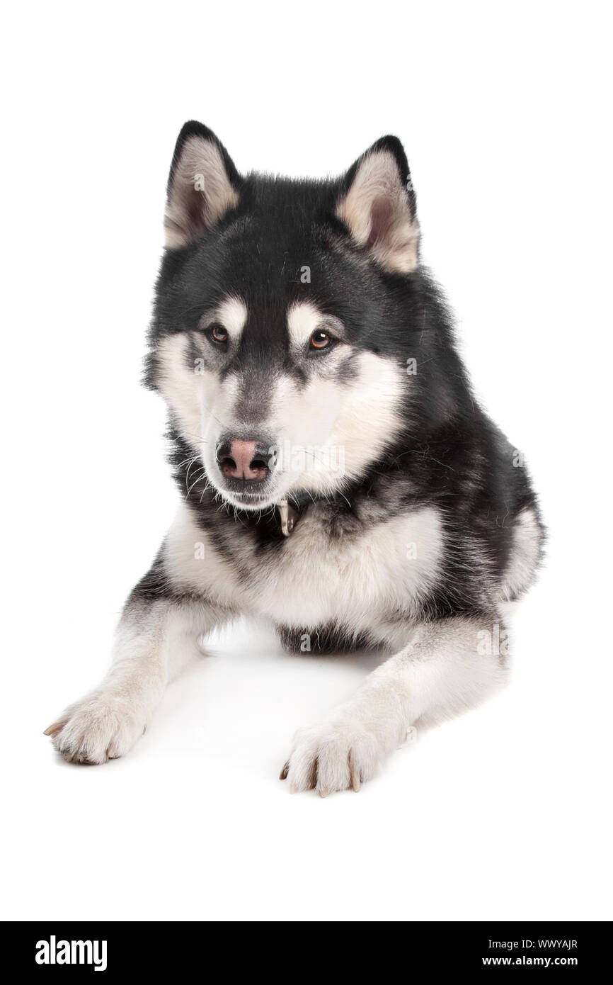 Alaskan Malamute in front of a white background Stock Photo - Alamy