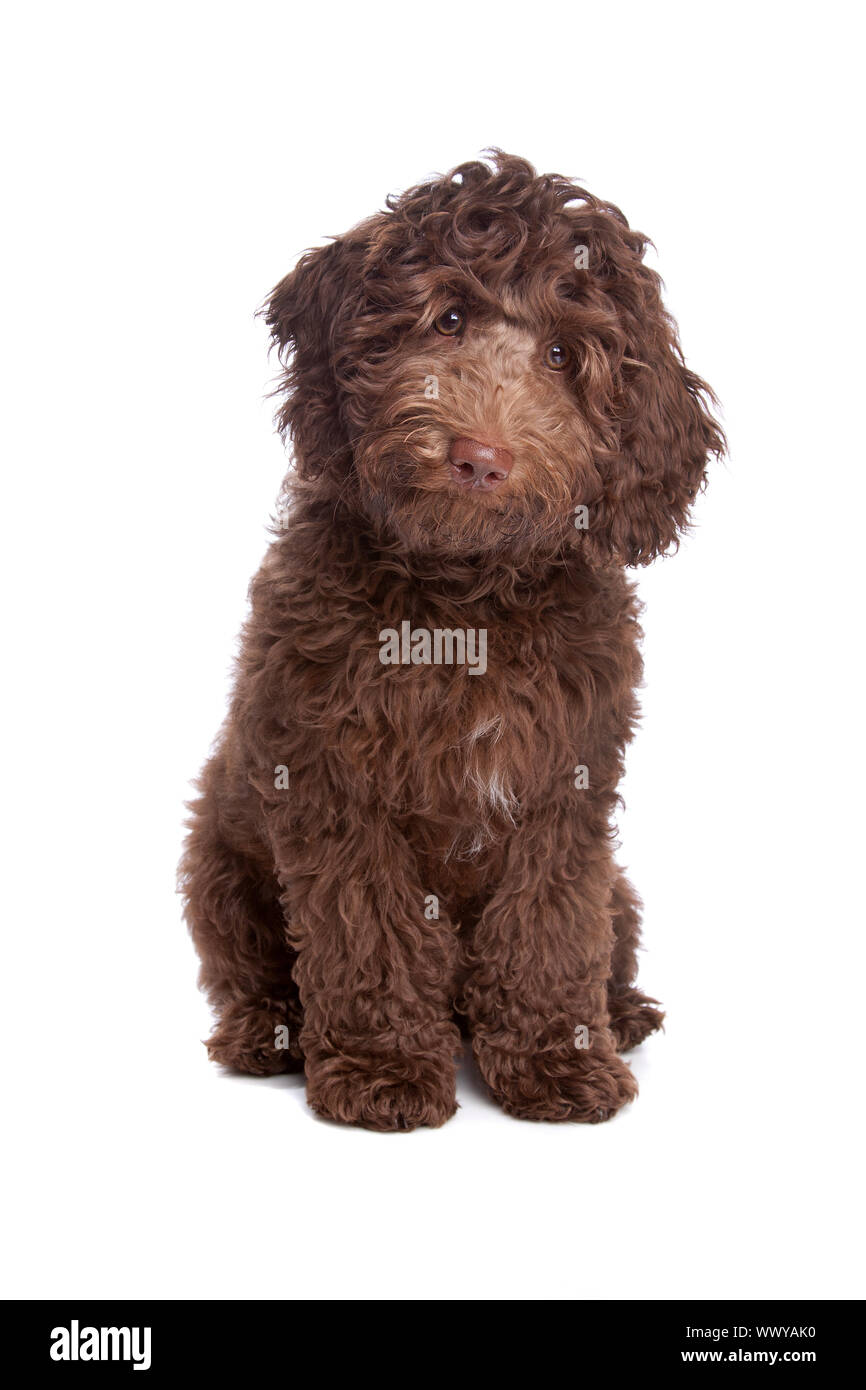 Labradoodle puppy in front of a white background Stock Photo - Alamy