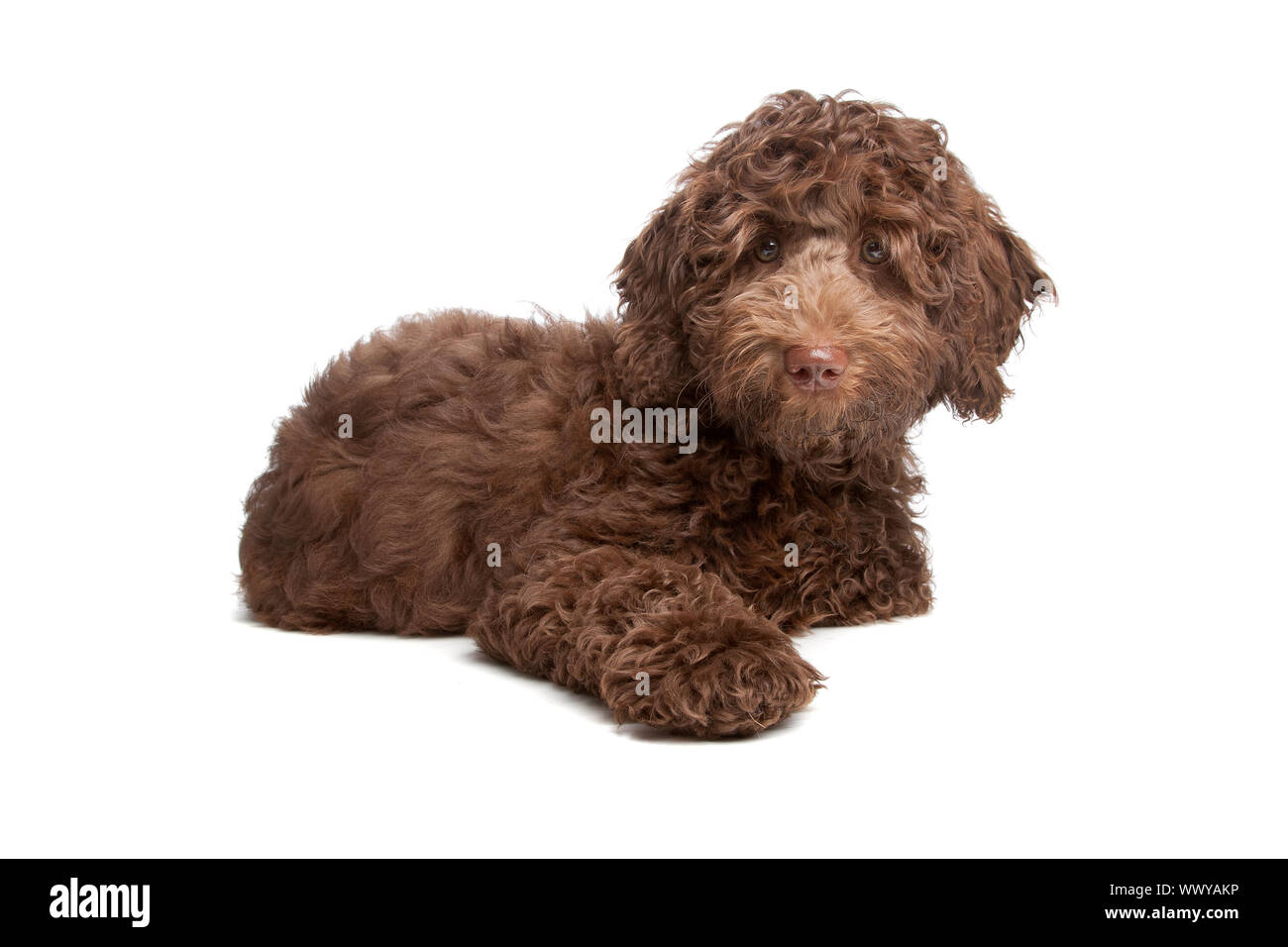Labradoodle puppy in front of a white background Stock Photo - Alamy