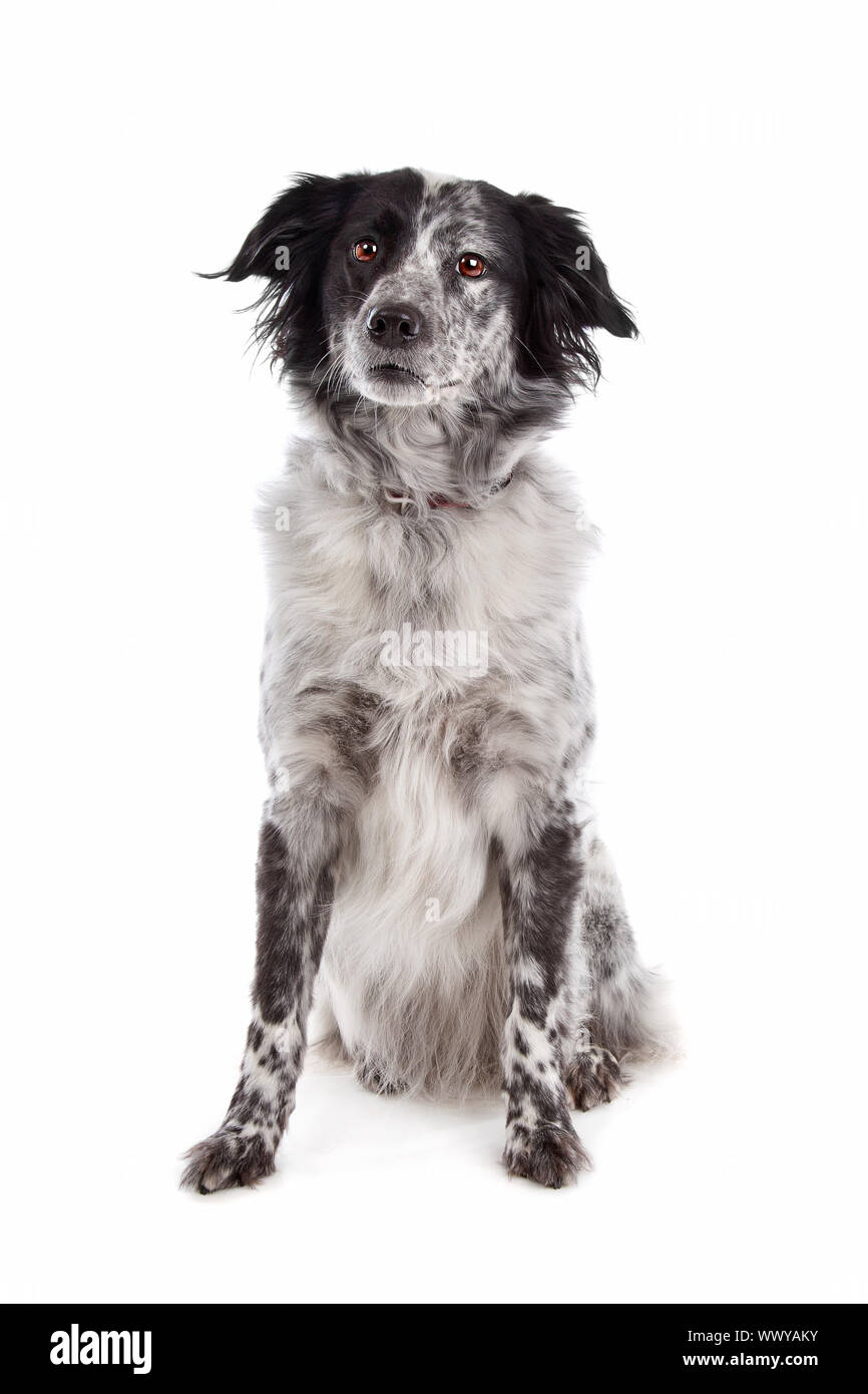 Frisian pointer hi-res stock photography and images - Alamy