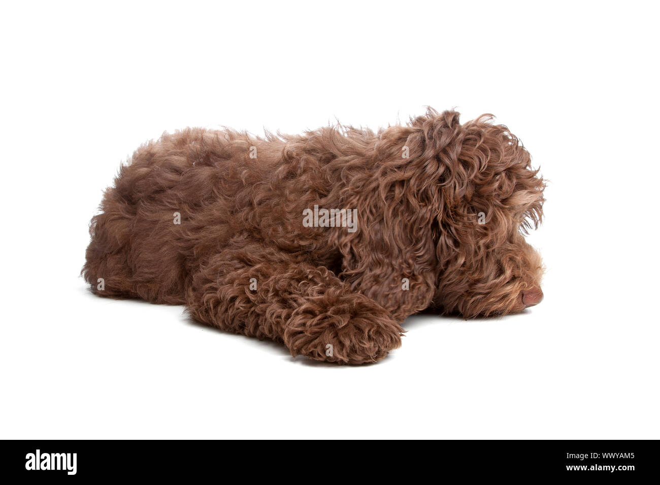 Labradoodle puppy in front of a white background Stock Photo - Alamy