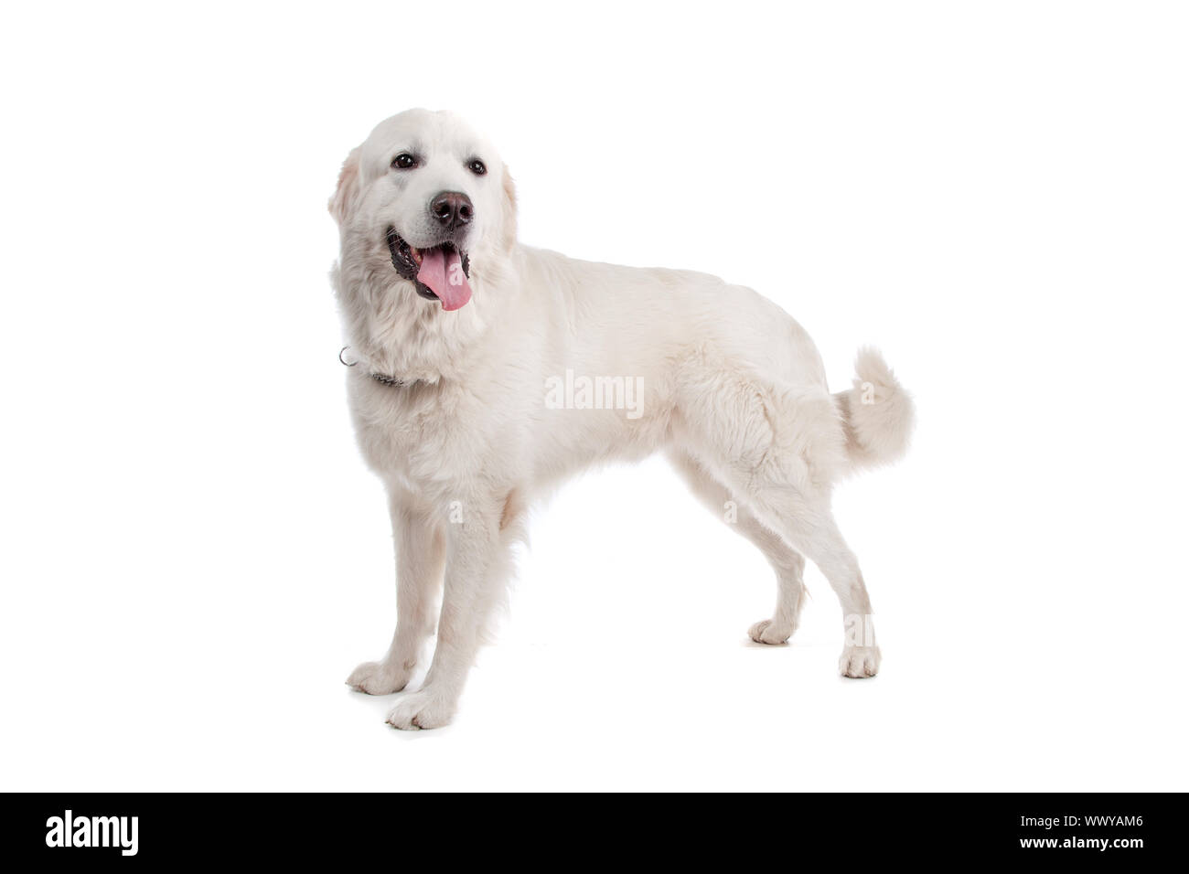Polish Tatra Sheepdog in front of a white background Stock Photo - Alamy
