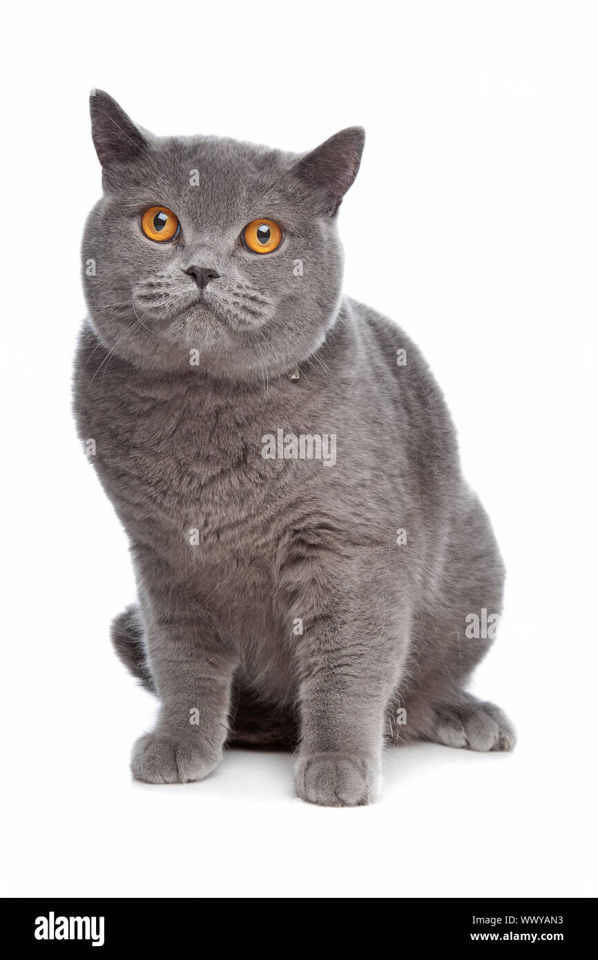 blue British Shorthair cat in front of a white background Stock Photo ...