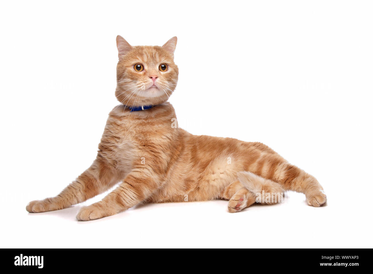 red exotic short-haired maine coon cat in front of a white background ...