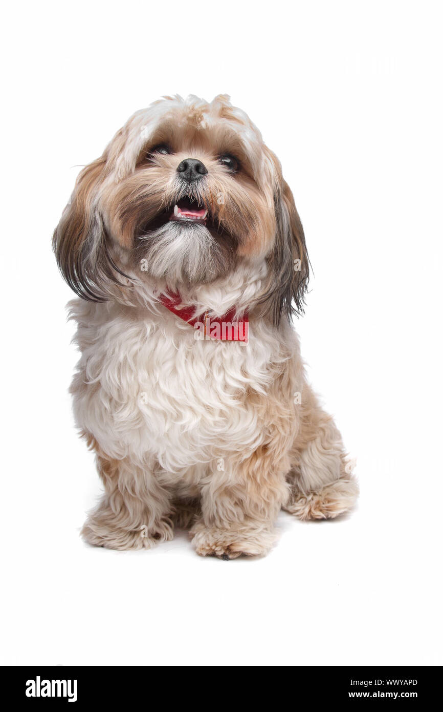 boomer, mixed breed dog in front of a white background Stock Photo - Alamy