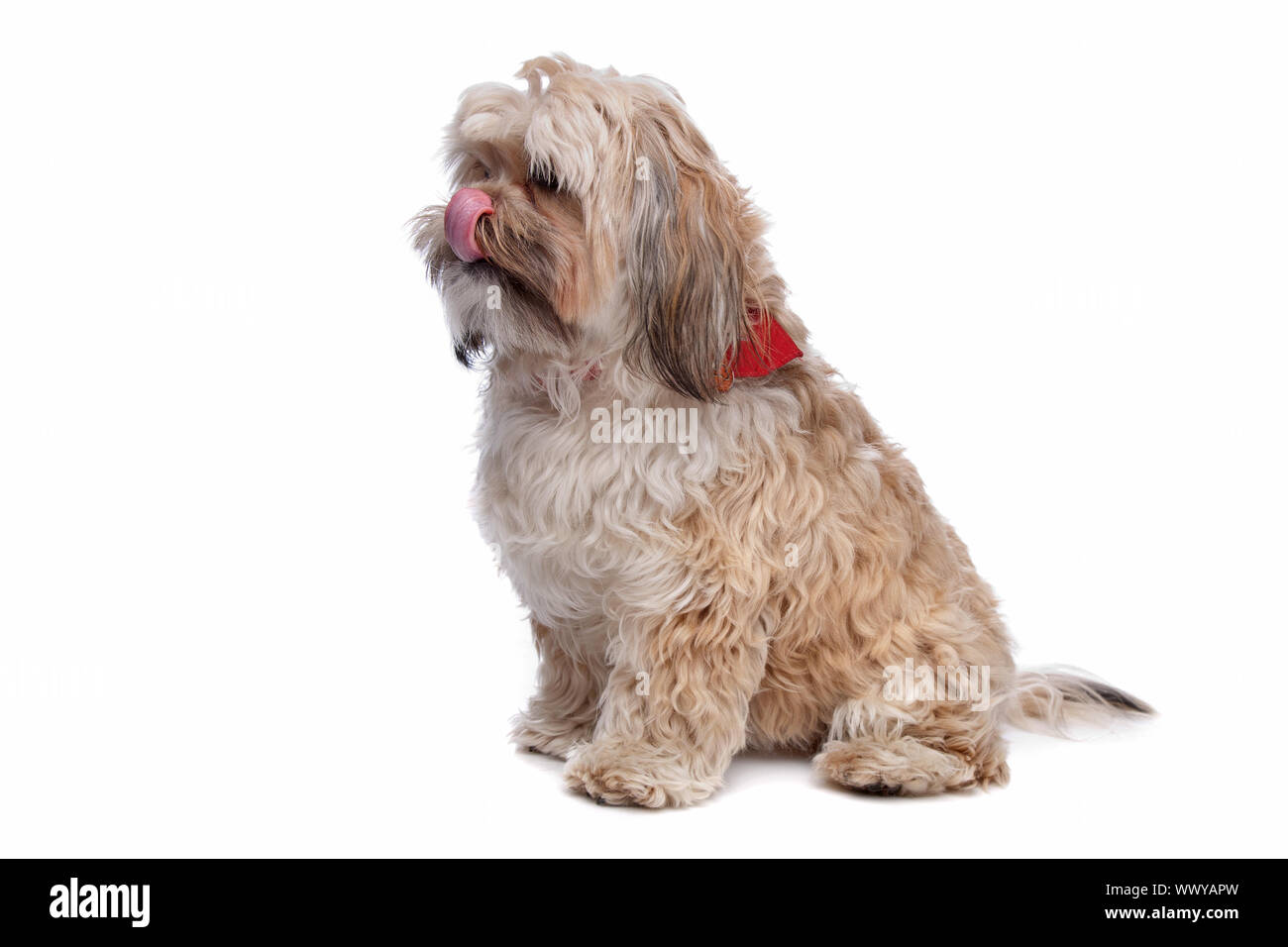 boomer, mixed breed dog in front of a white background Stock Photo - Alamy