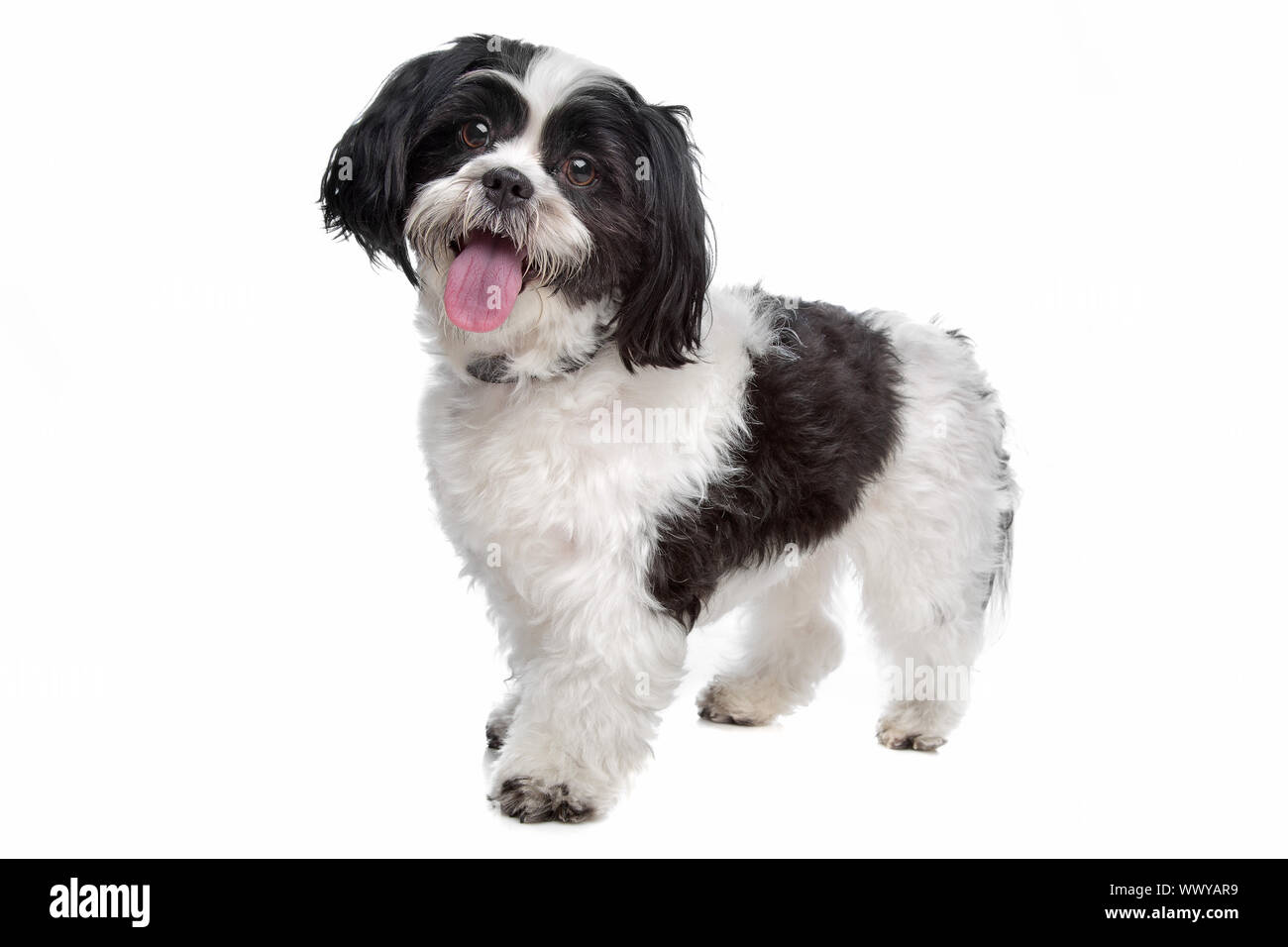 boomer, mixed breed dog in front of a white background Stock Photo - Alamy