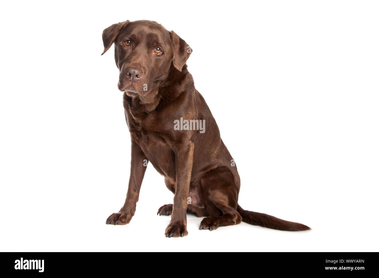 chocolate Labrador Retriever in front of a white background Stock Photo ...