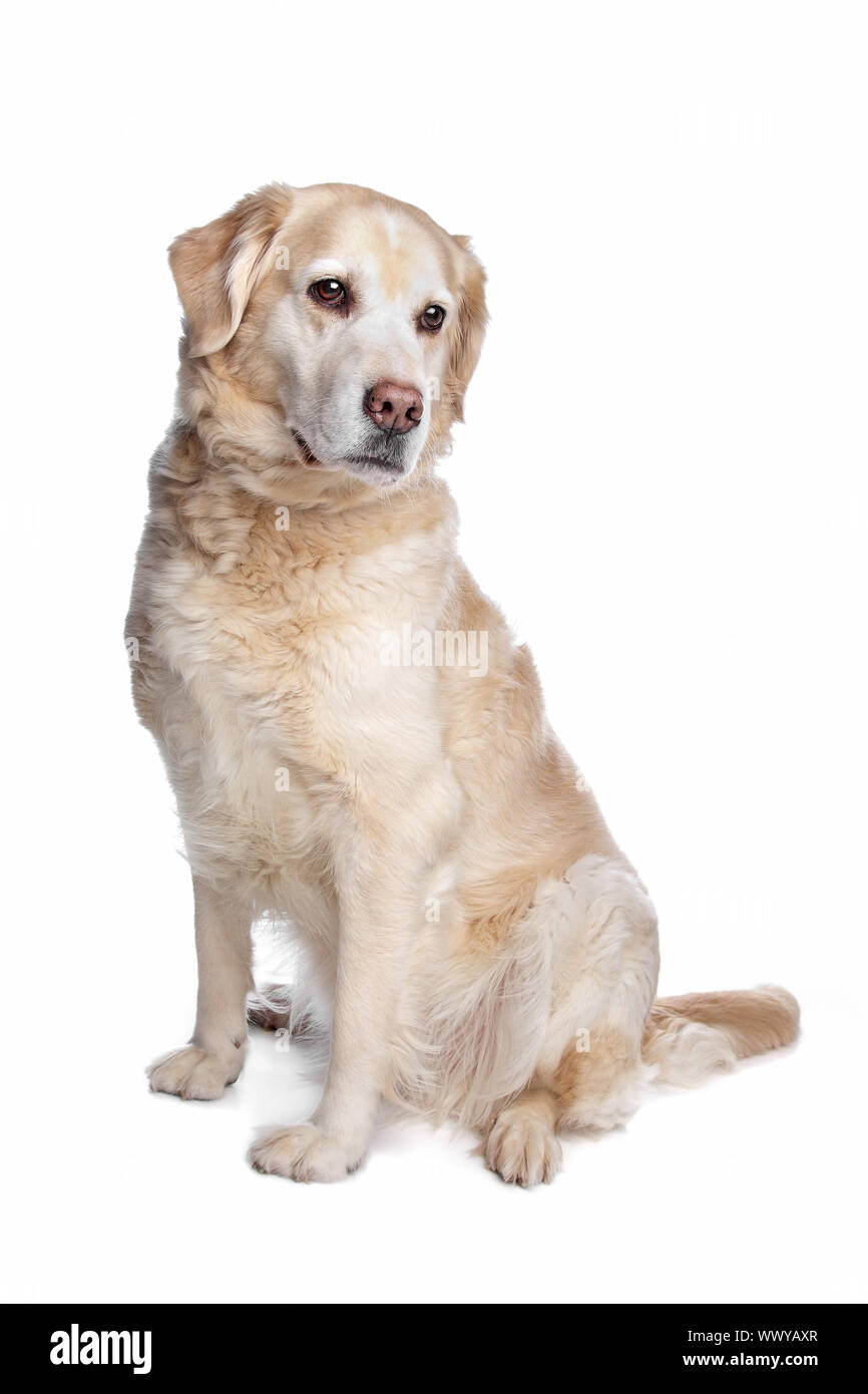 Labrador retriever in front of a white background Stock Photo - Alamy
