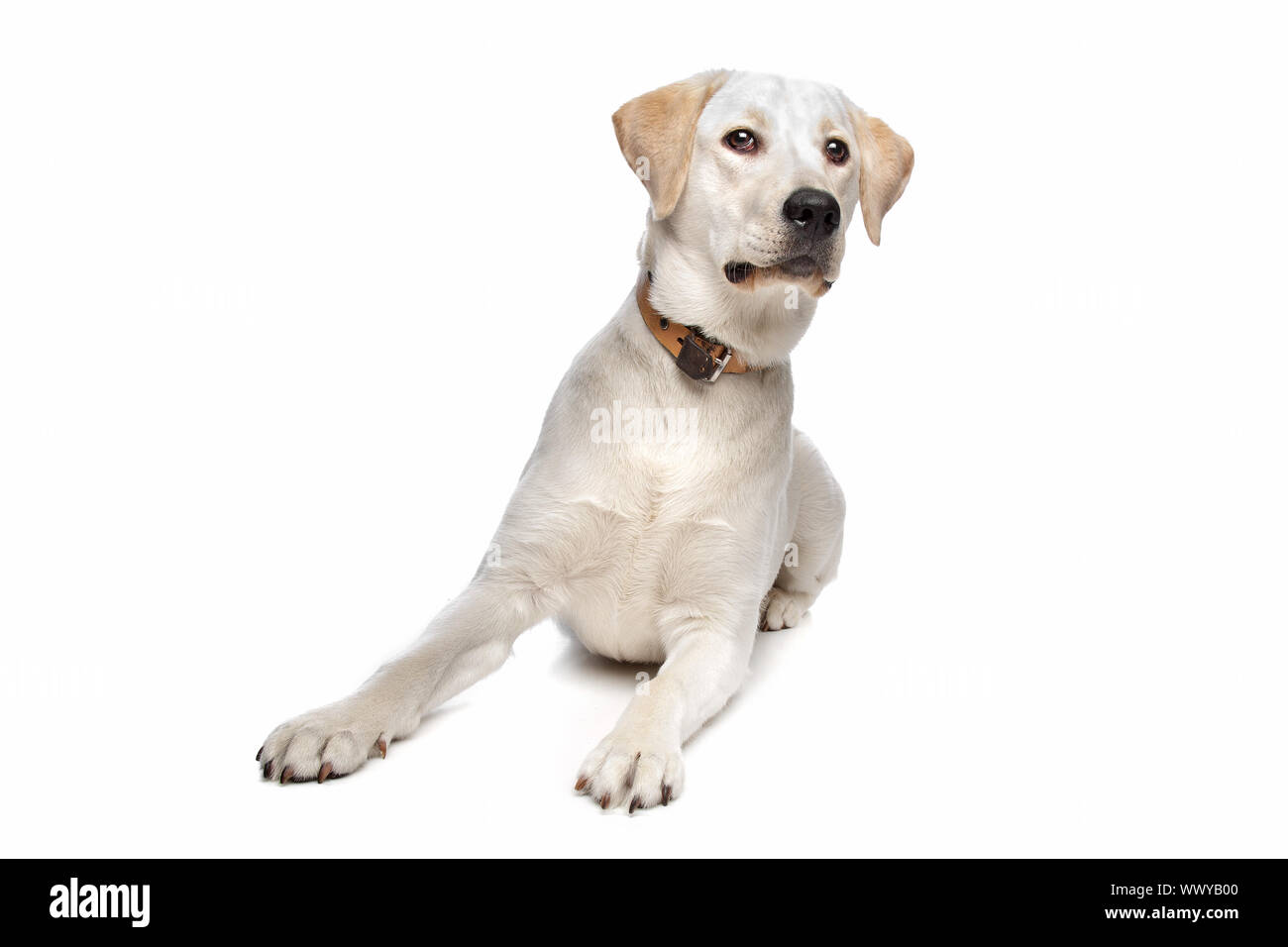Labrador retriever in front of a white background Stock Photo - Alamy