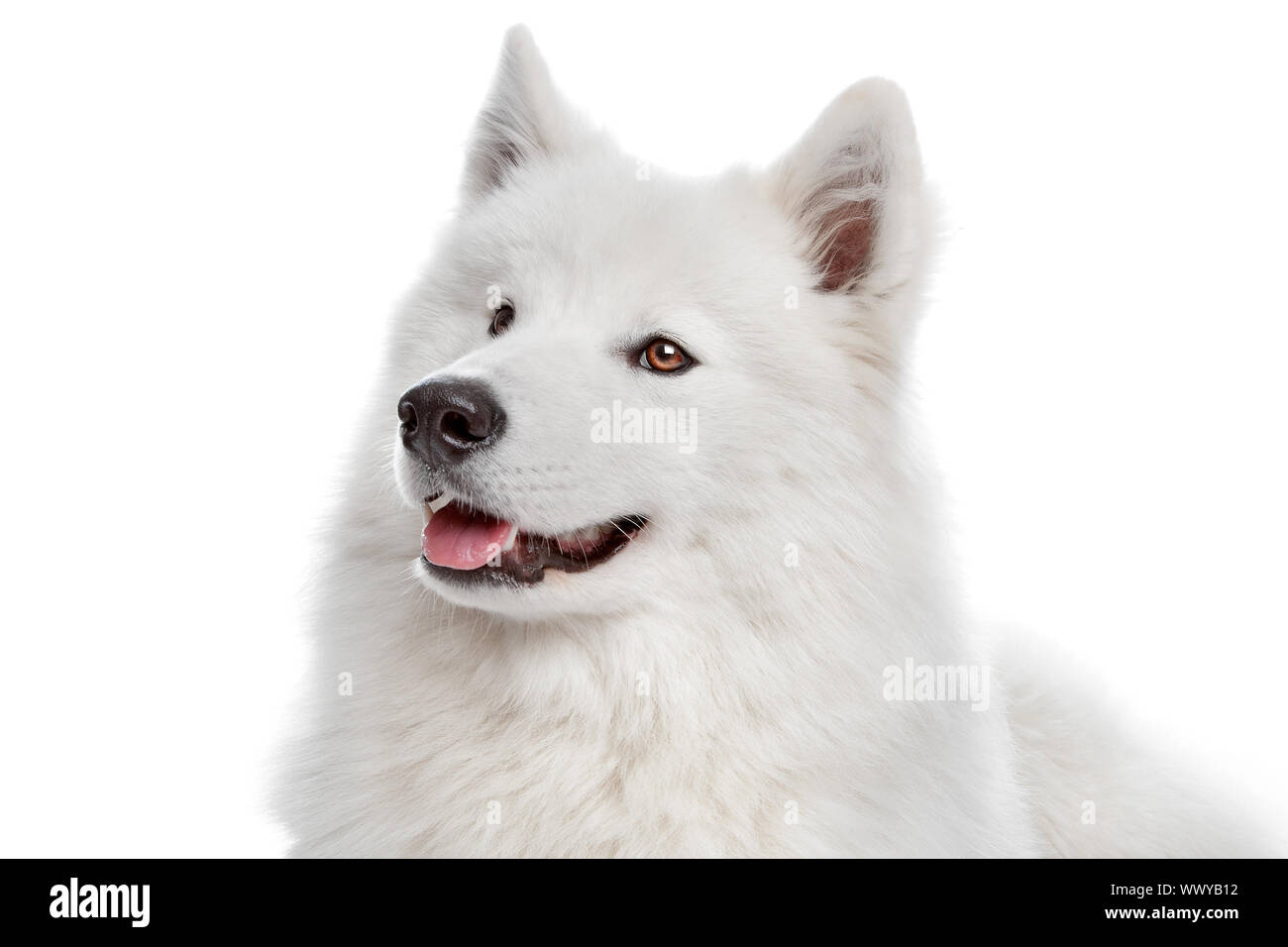 Samoyed dog in front of a white background Stock Photo - Alamy