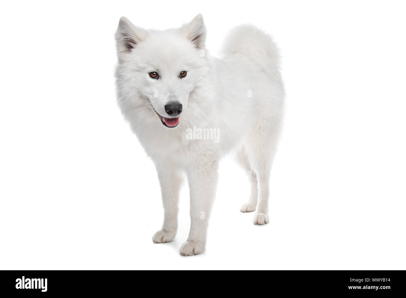 Samoyed dog in front of a white background Stock Photo - Alamy