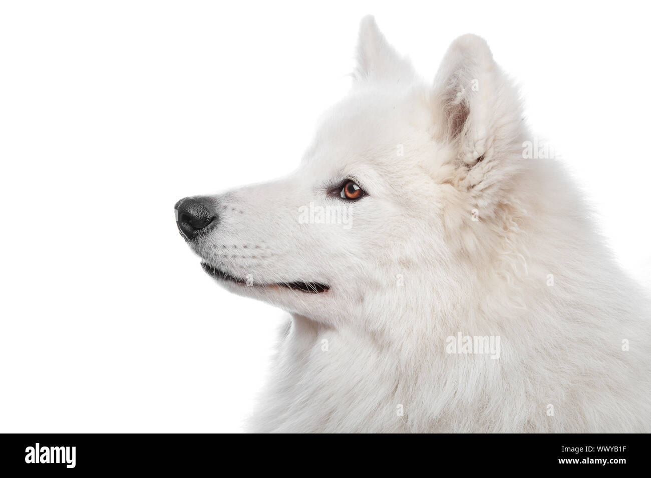Samoyed dog in front of a white background Stock Photo - Alamy