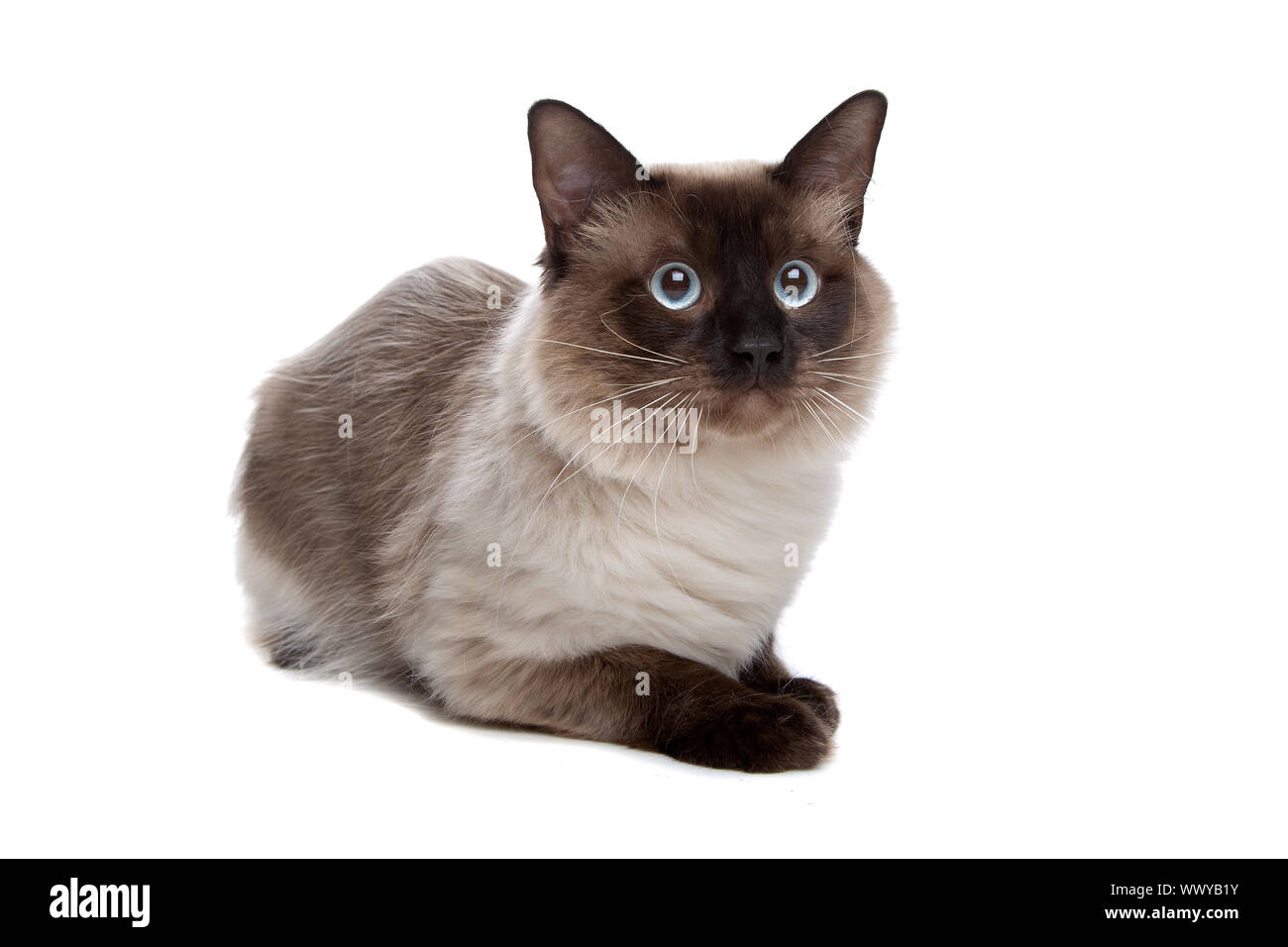 Siamese cat in front of a white background Stock Photo - Alamy