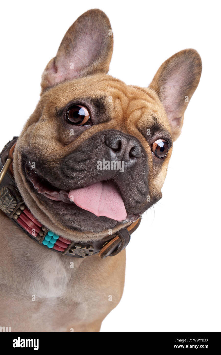 Beige French Bulldog in front of a white background Stock Photo - Alamy