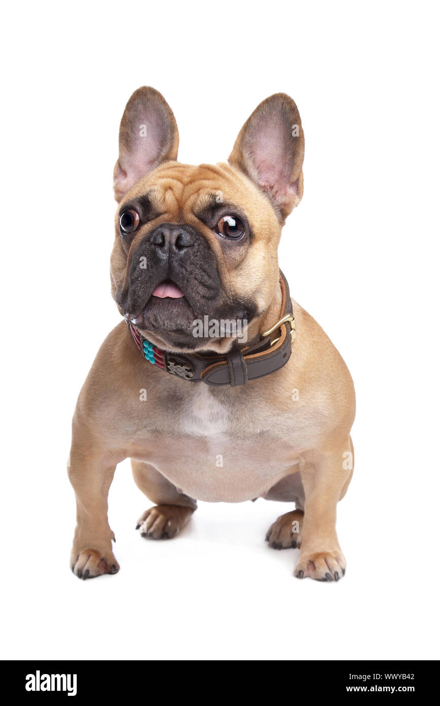Beige French Bulldog in front of a white background Stock Photo - Alamy