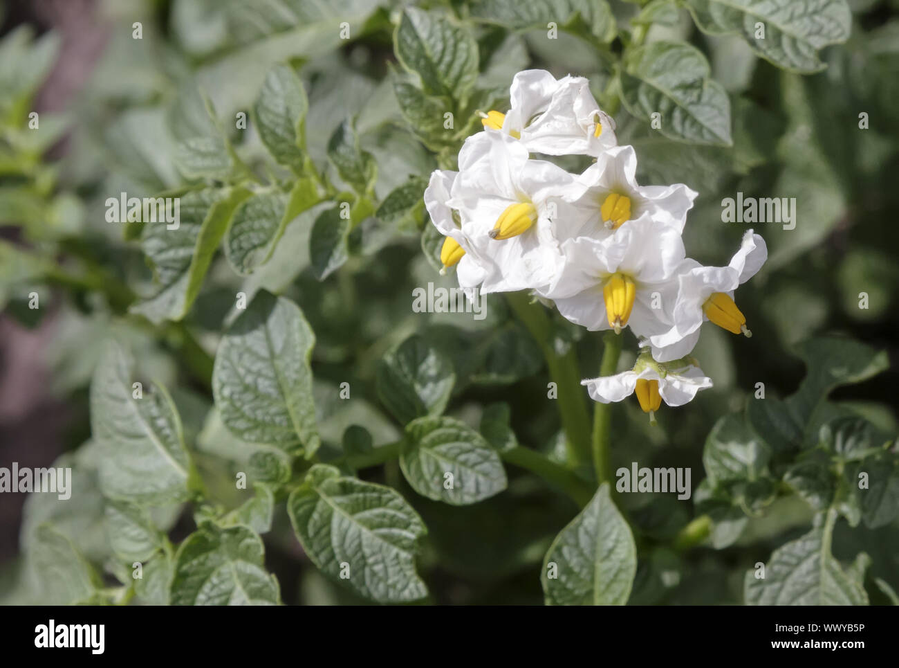 Flowering potatoes on the field with small white flowers Stock Photo ...
