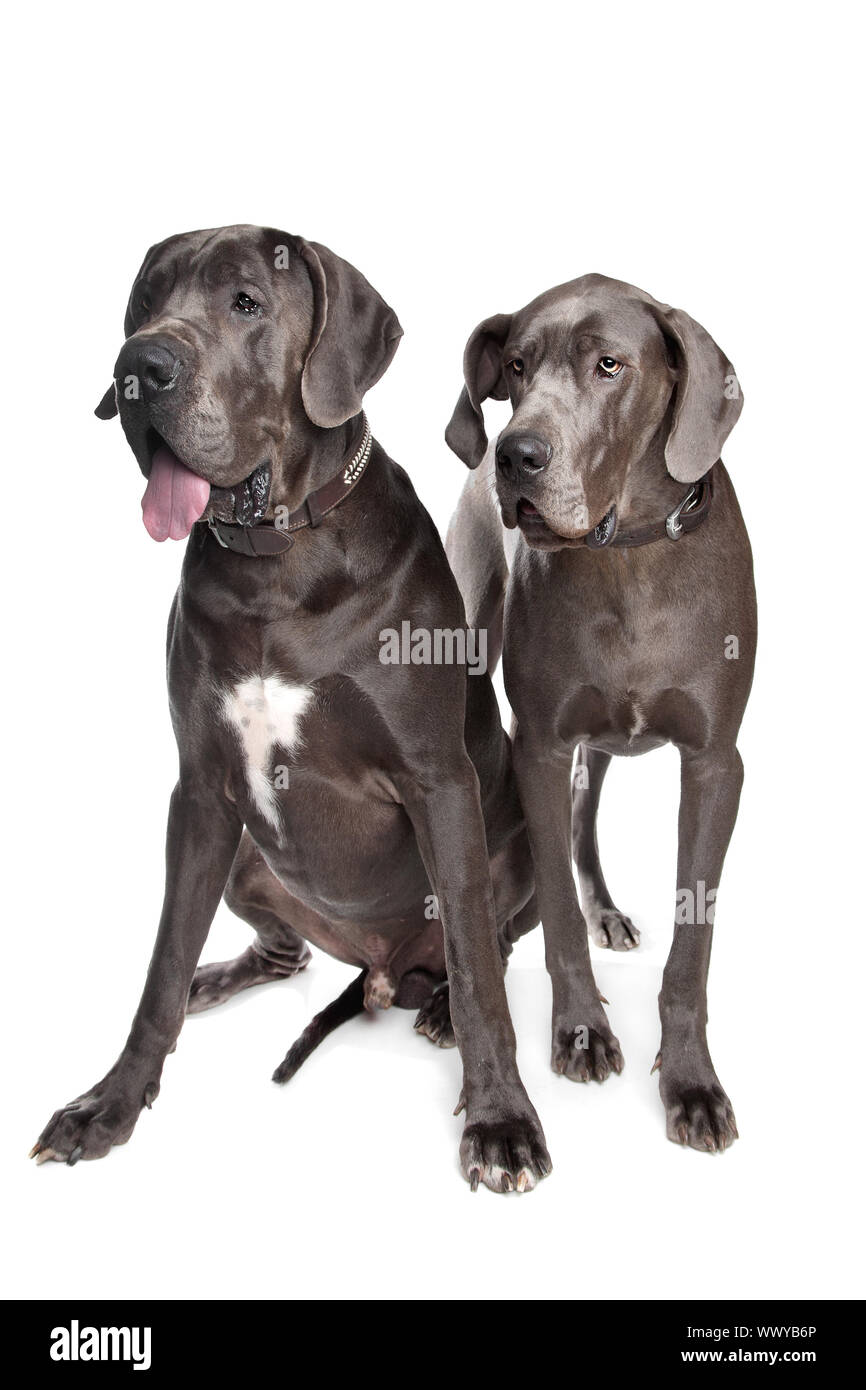 Two grey great Dane dogs on front of a white background Stock Photo - Alamy