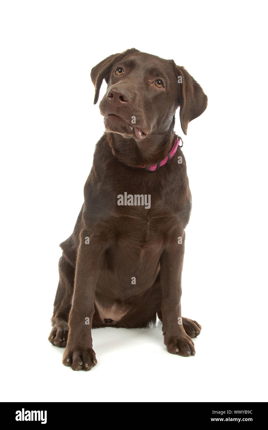 Chocolate Labrador Retriever in front of a white background Stock Photo ...