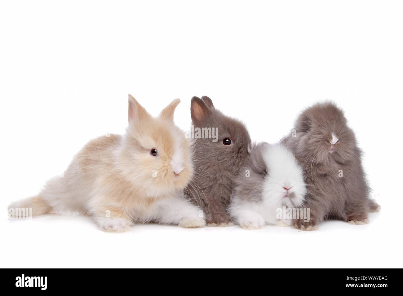 four young rabbits in a row in front of a white background Stock Photo ...