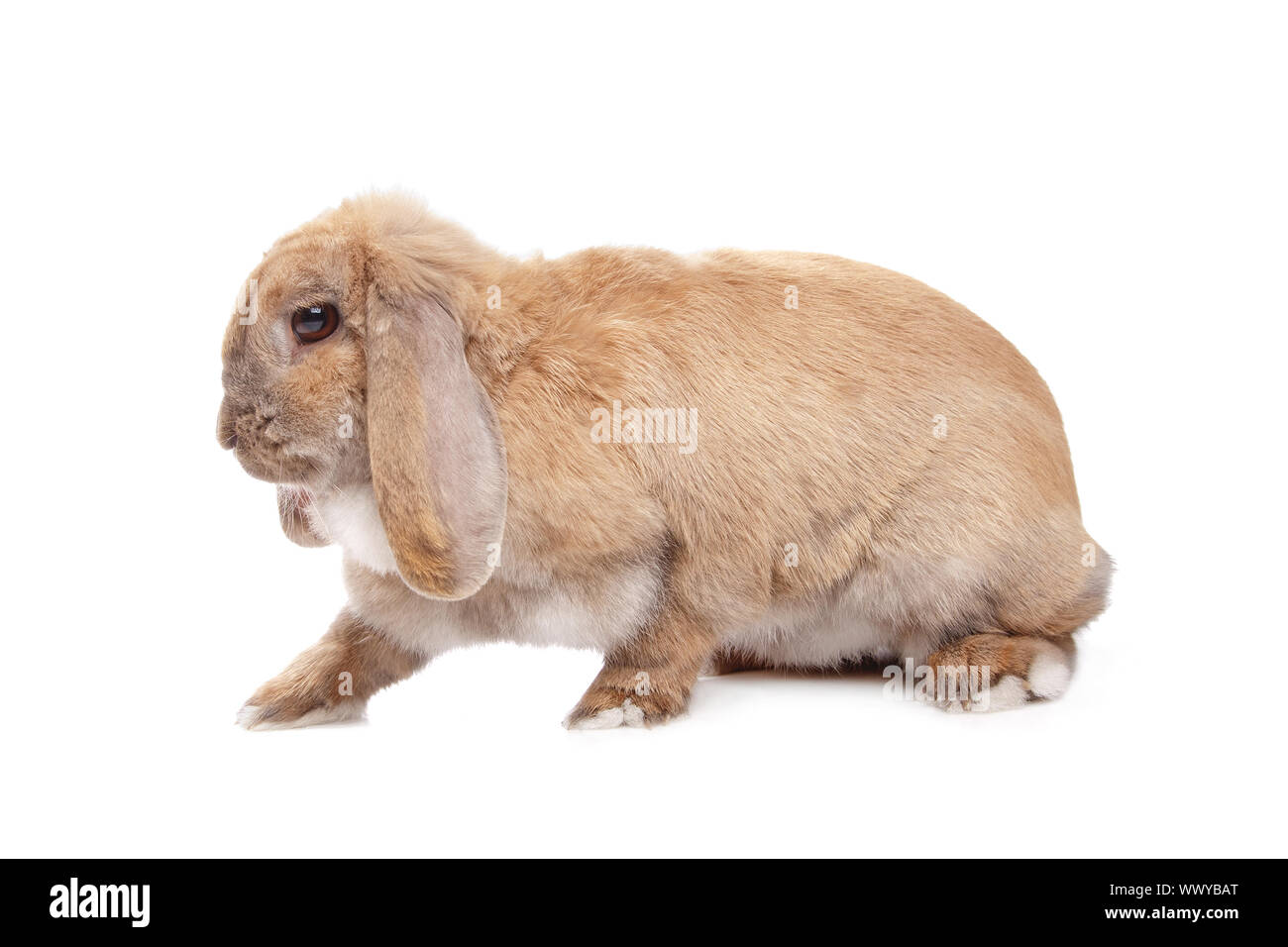 Young brown rabbit in front of a white background Stock Photo - Alamy
