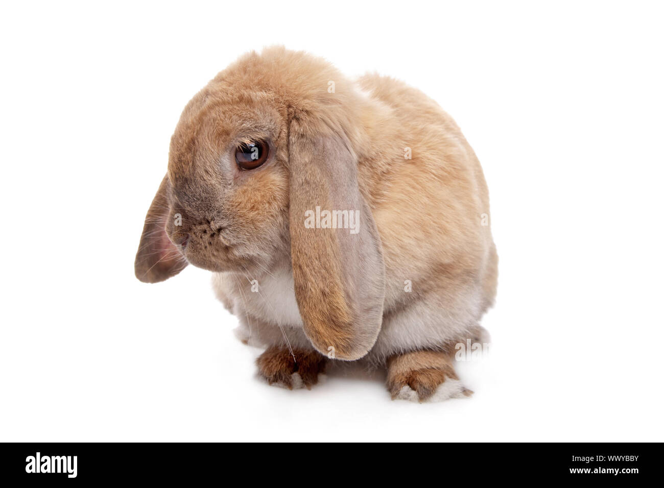 Young brown rabbit in front of a white background Stock Photo - Alamy